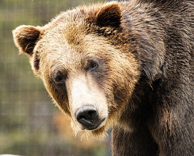 Urso Pardo Natureza Animais Foto Gratuita No Pixabay Pixabay