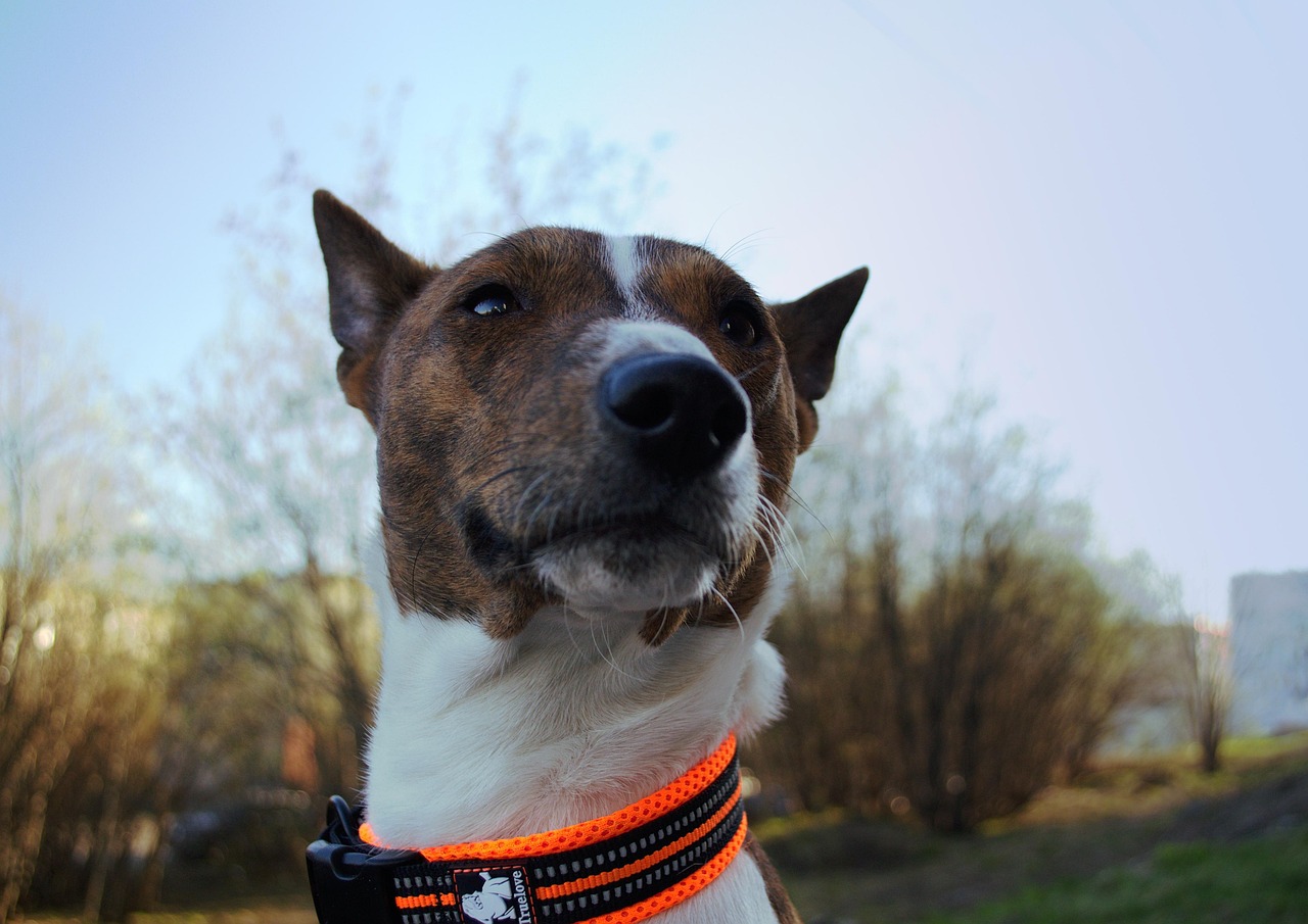 Basenji Closeup Dog - Free photo on Pixabay - Pixabay