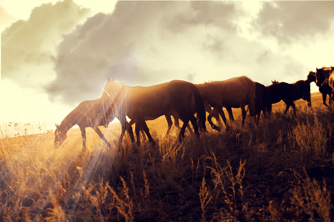 Les Chevaux Cheval Animal La - Photo gratuite sur Pixabay - Pixabay