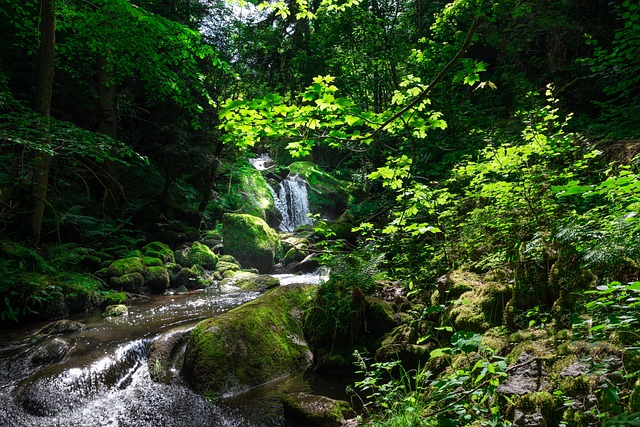 Waterfall Forest Idyll - Free photo on Pixabay