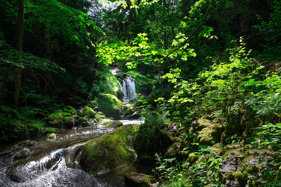 Waterfall Forest Idyll Free Photo On Pixabay