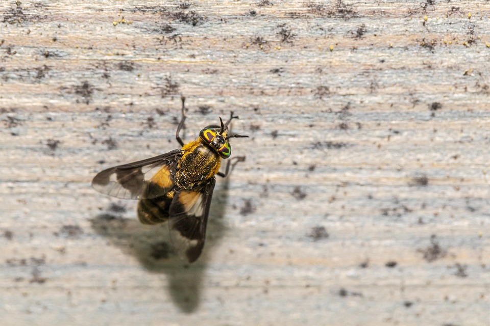 Splayed Deerfly Chrysops - Free photo on Pixabay