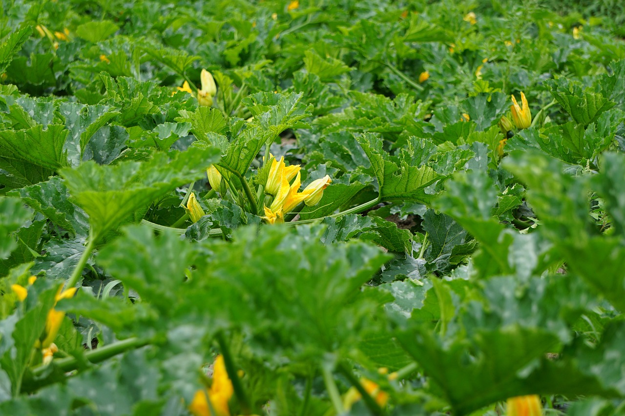 600+ Free Zucchini & Vegetables Images - Pixabay