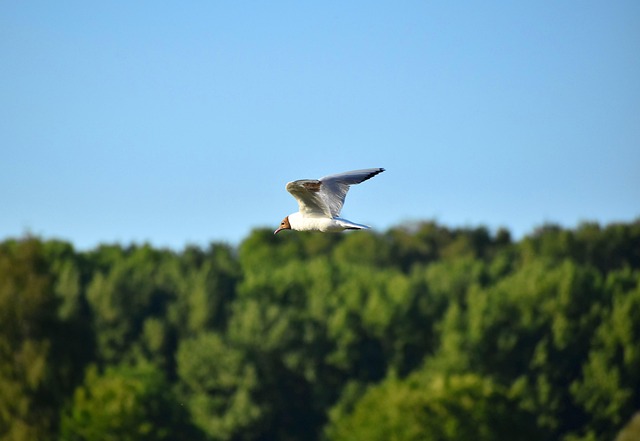 Braunkopfmöwe Möwe Fliegen - Kostenloses Foto auf Pixabay - Pixabay