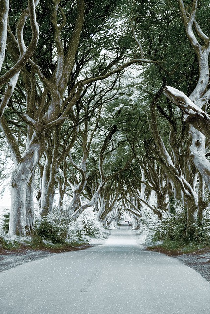 Download Ireland, The Dark Hedges, Beech. Royalty-Free Stock ...