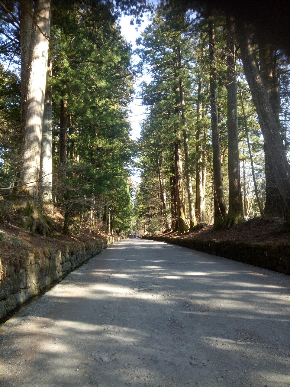 Row Of Tress Country Road - Free photo on Pixabay - Pixabay