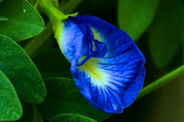 Natur Blumen - Kostenloses Foto auf Pixabay