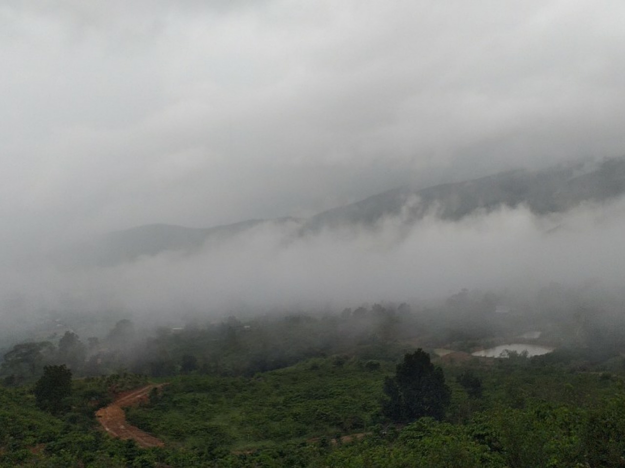 Bunga-Bunga Alam Gunung Hutan - Foto gratis di Pixabay