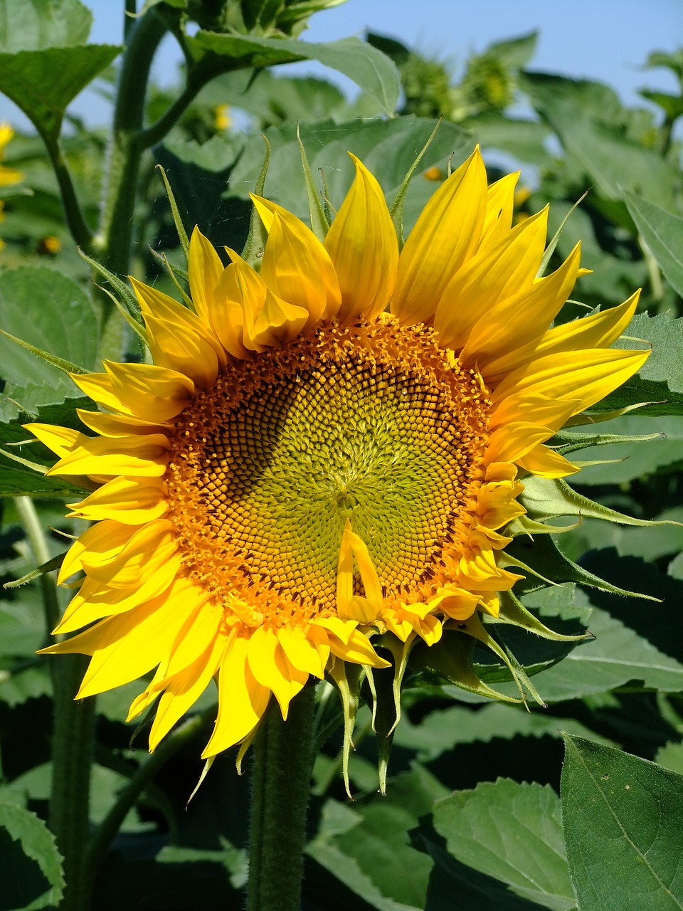 Nature Tournesol - Photo gratuite sur Pixabay - Pixabay