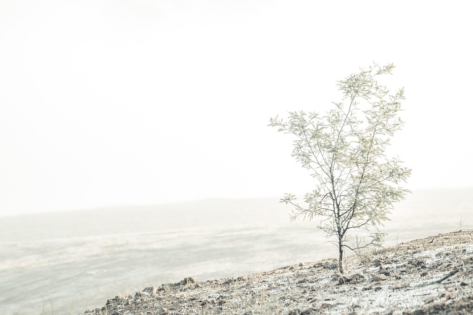 Wattle Tree Frost Frosty - Free photo on Pixabay