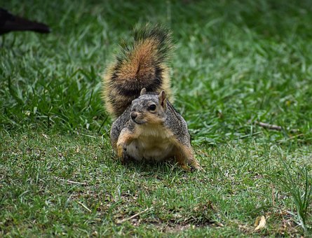 10+ Free Ardilla Corriendo & Squirrel Images - Pixabay