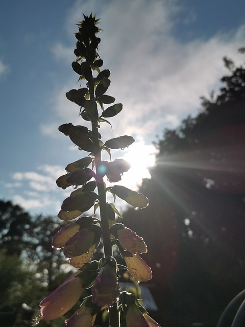 Dedalera Tarde Soleada Remiendo De - Foto gratis en Pixabay - Pixabay