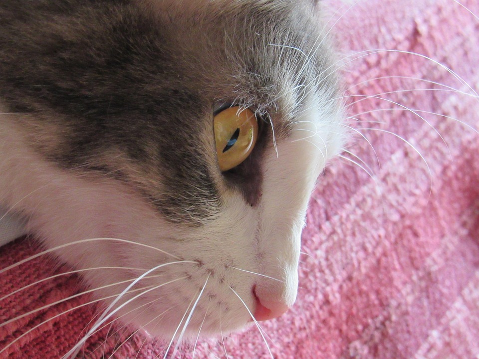 Perfil De Gato Kätzchen-Profil - Kostenloses Foto auf Pixabay - Pixabay