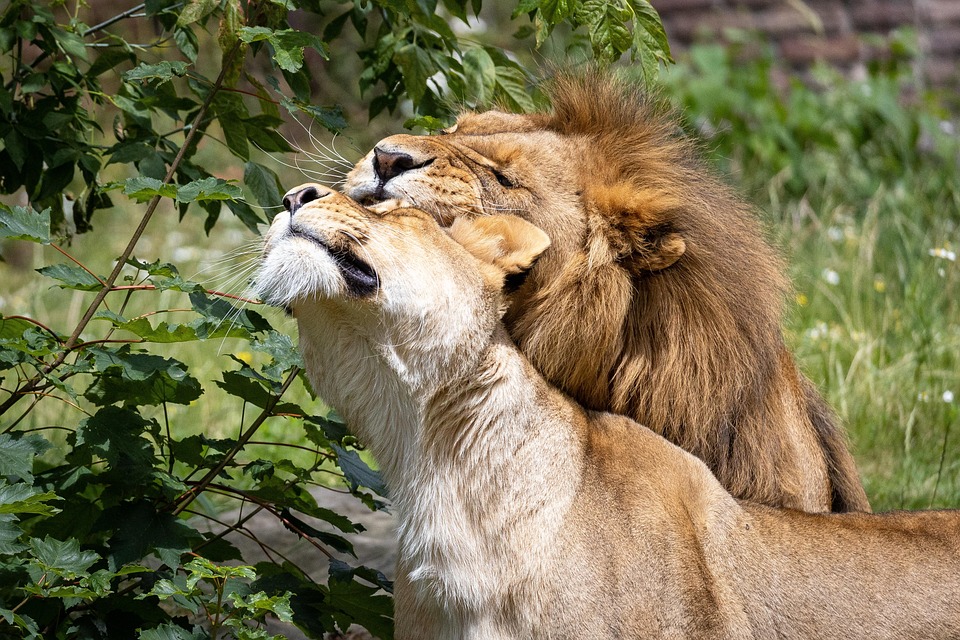 Lion Zoo Animal - Free photo on Pixabay - Pixabay