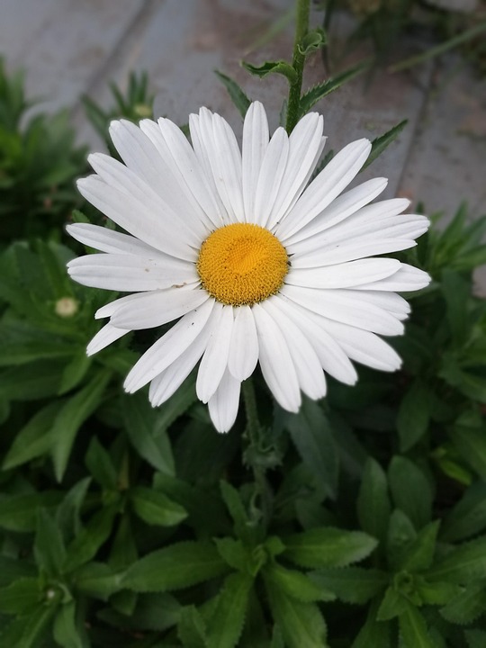 Flor Margarida - Foto gratuita no Pixabay - Pixabay