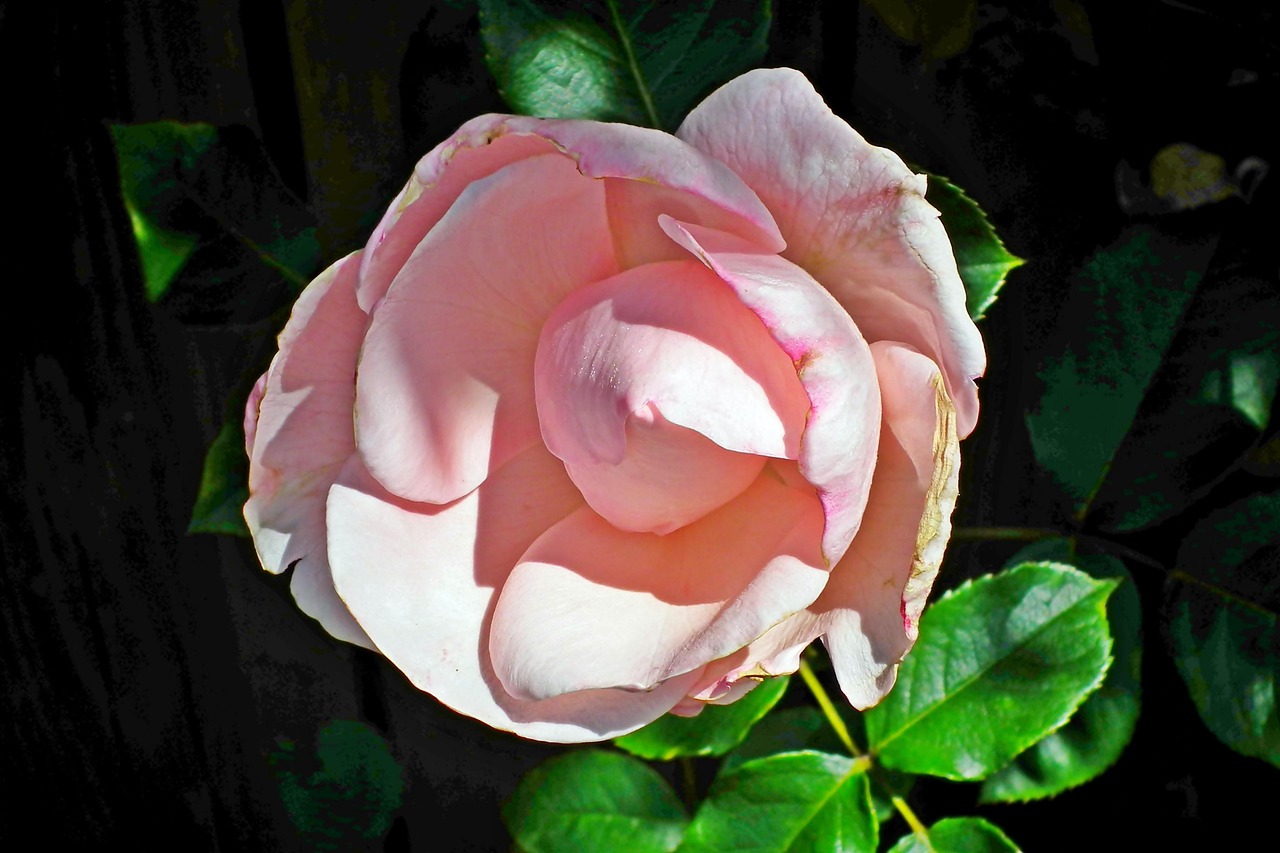Rose Blume Romantisch - Kostenloses Foto auf Pixabay - Pixabay
