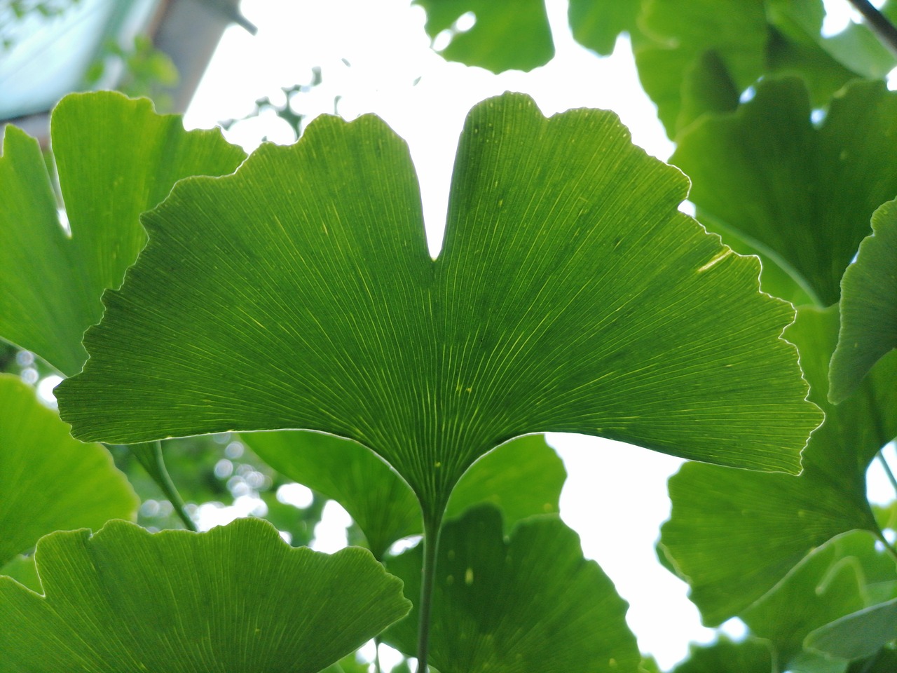 Ginkgo Biloba Tree Leaves - Free photo on Pixabay - Pixabay
