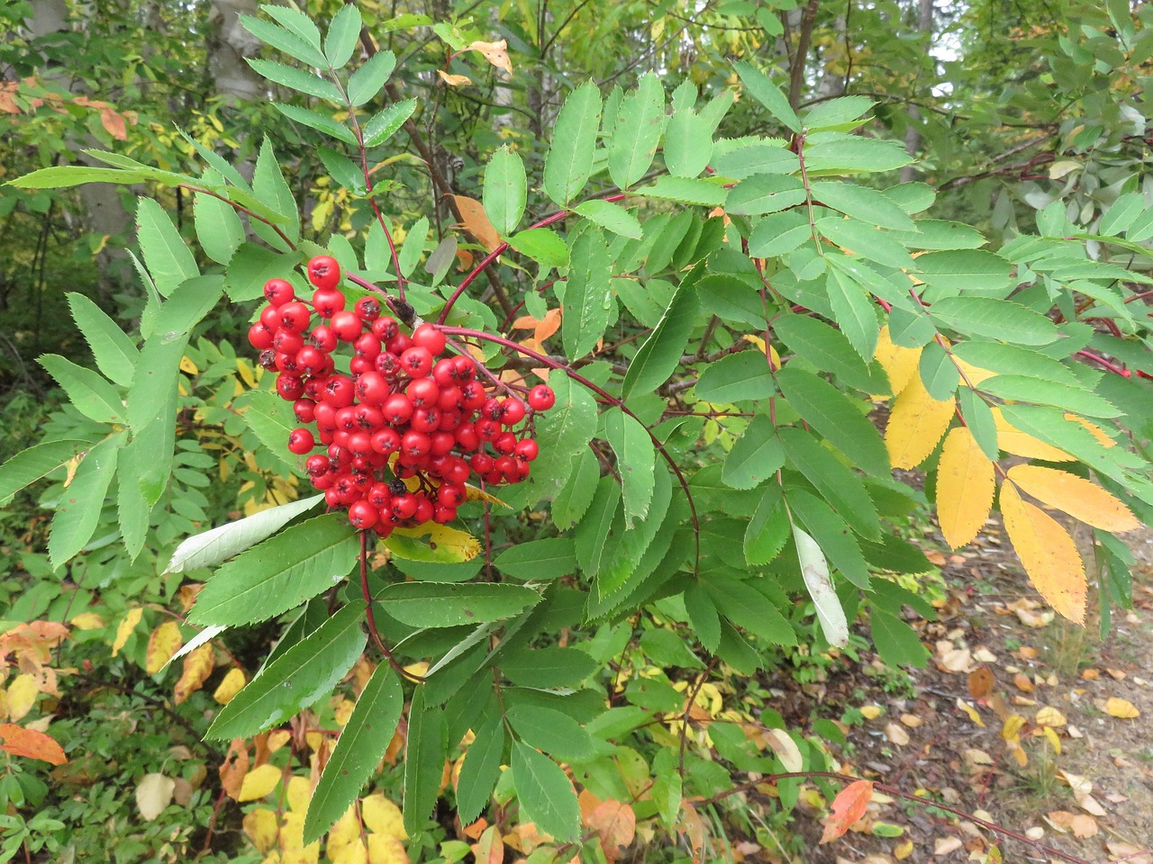 Berries Fall - Free photo on Pixabay - Pixabay