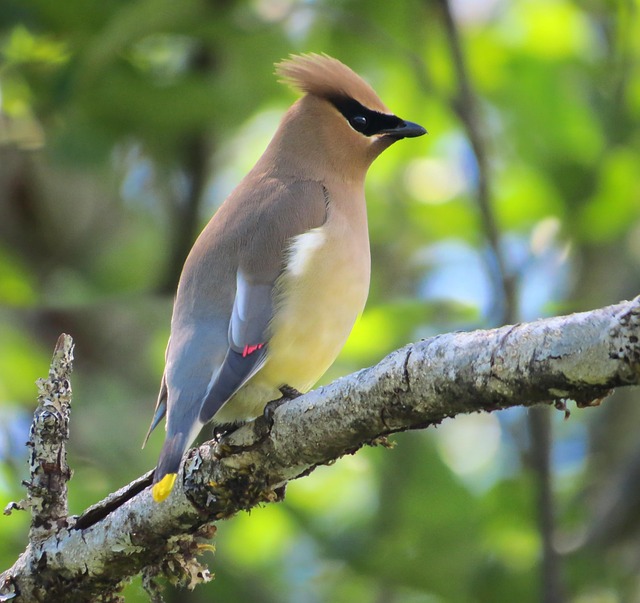 Cedar Waxwing Yellow Black Mask - Free photo on Pixabay