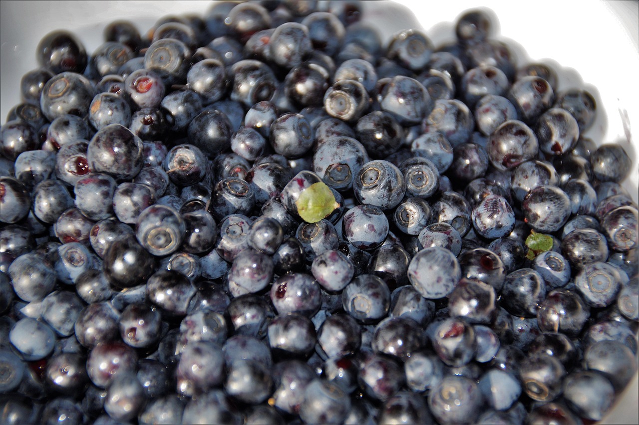 Blueberries Forest Fruits - Free photo on Pixabay
