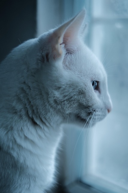 10,000+ Free Picture Of Cat & Animal Images - Pixabay