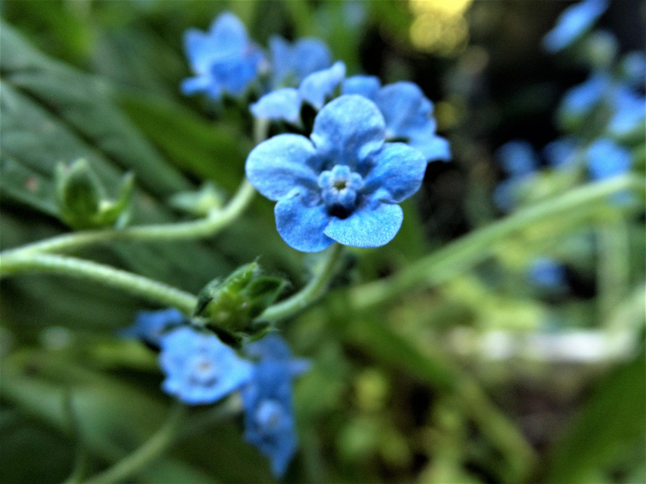 Fleur Bleu - Photo gratuite sur Pixabay - Pixabay