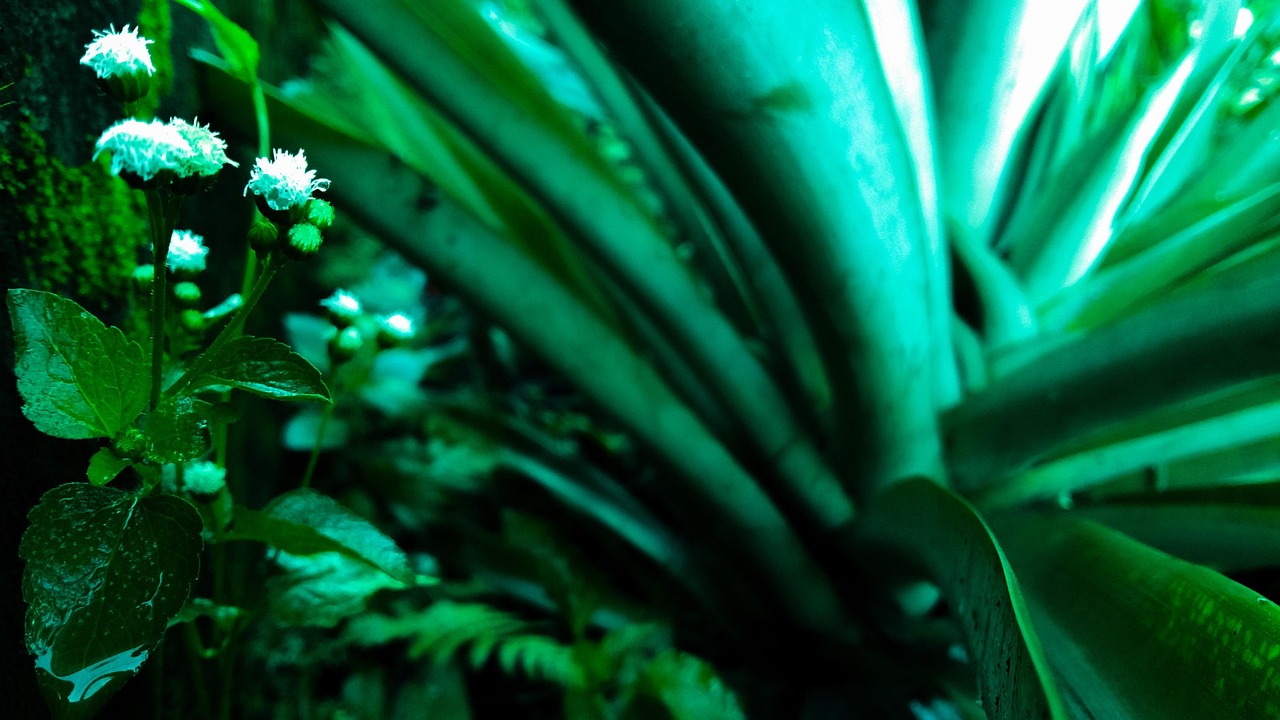 Flora Nature Plant - Free photo on Pixabay - Pixabay