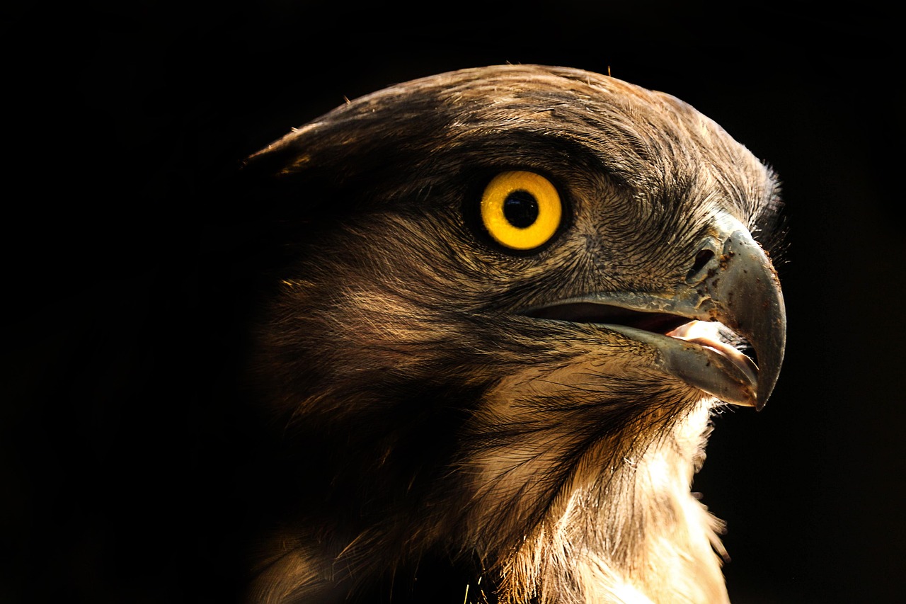 Falk Fågel Rovdjur - Gratis foto på Pixabay - Pixabay