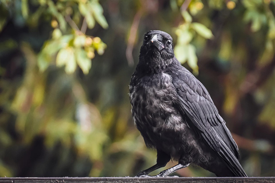 Raven Bird Cub Crows Wolf - Free photo on Pixabay - Pixabay