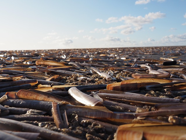 Rasierklingen Schalen Strand - Kostenloses Foto auf Pixabay - Pixabay