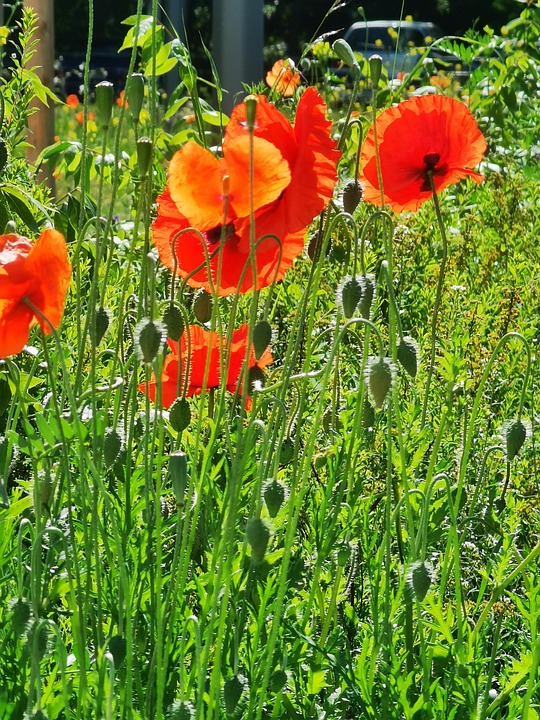 Mohn Mohnblumen - Kostenloses Foto auf Pixabay - Pixabay