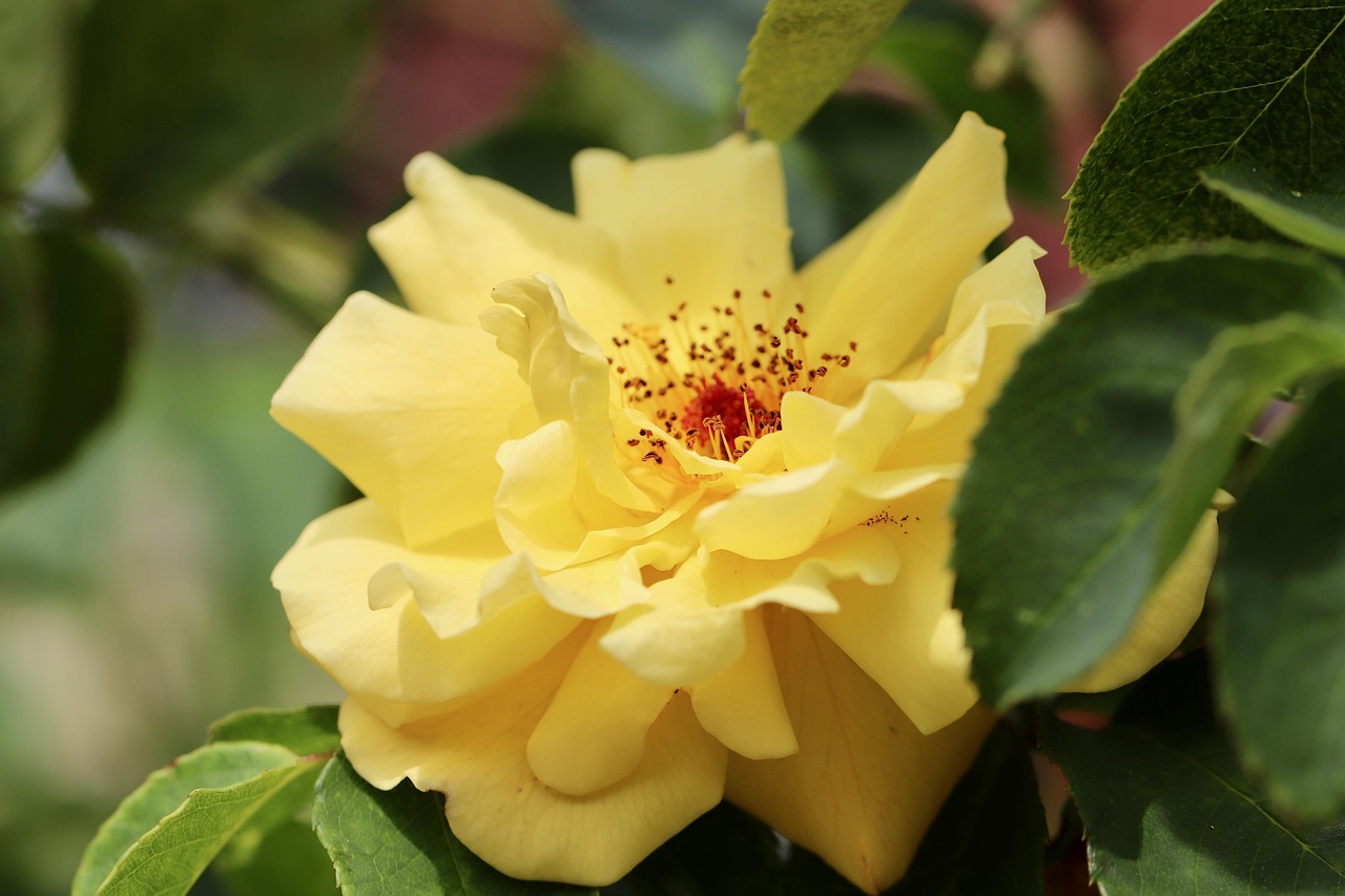 Rose Blossom Golden Yellow - Free photo on Pixabay - Pixabay
