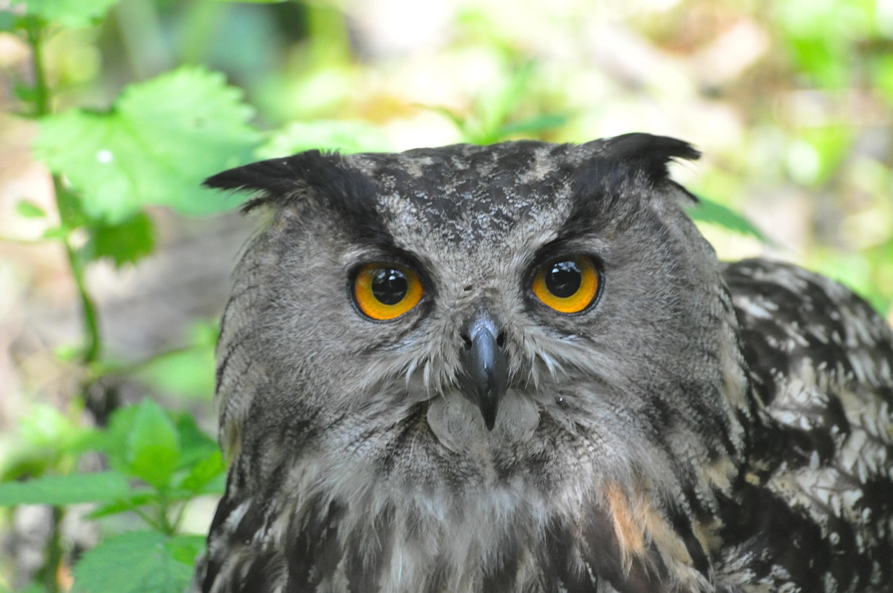 Nature Oiseau Hibou - Photo gratuite sur Pixabay - Pixabay
