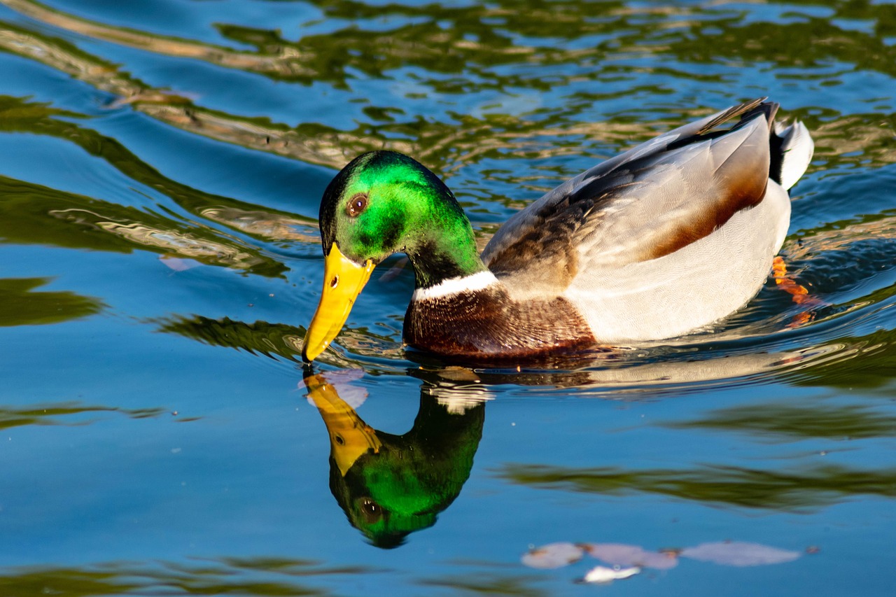 Animal Pato - Foto gratis en Pixabay - Pixabay