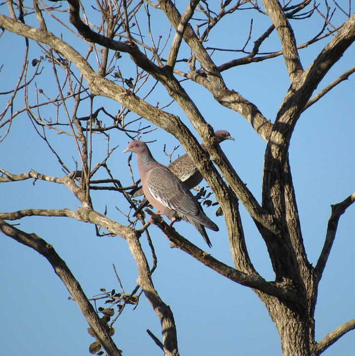 Pigeon Arbre La Nature - Photo gratuite sur Pixabay - Pixabay