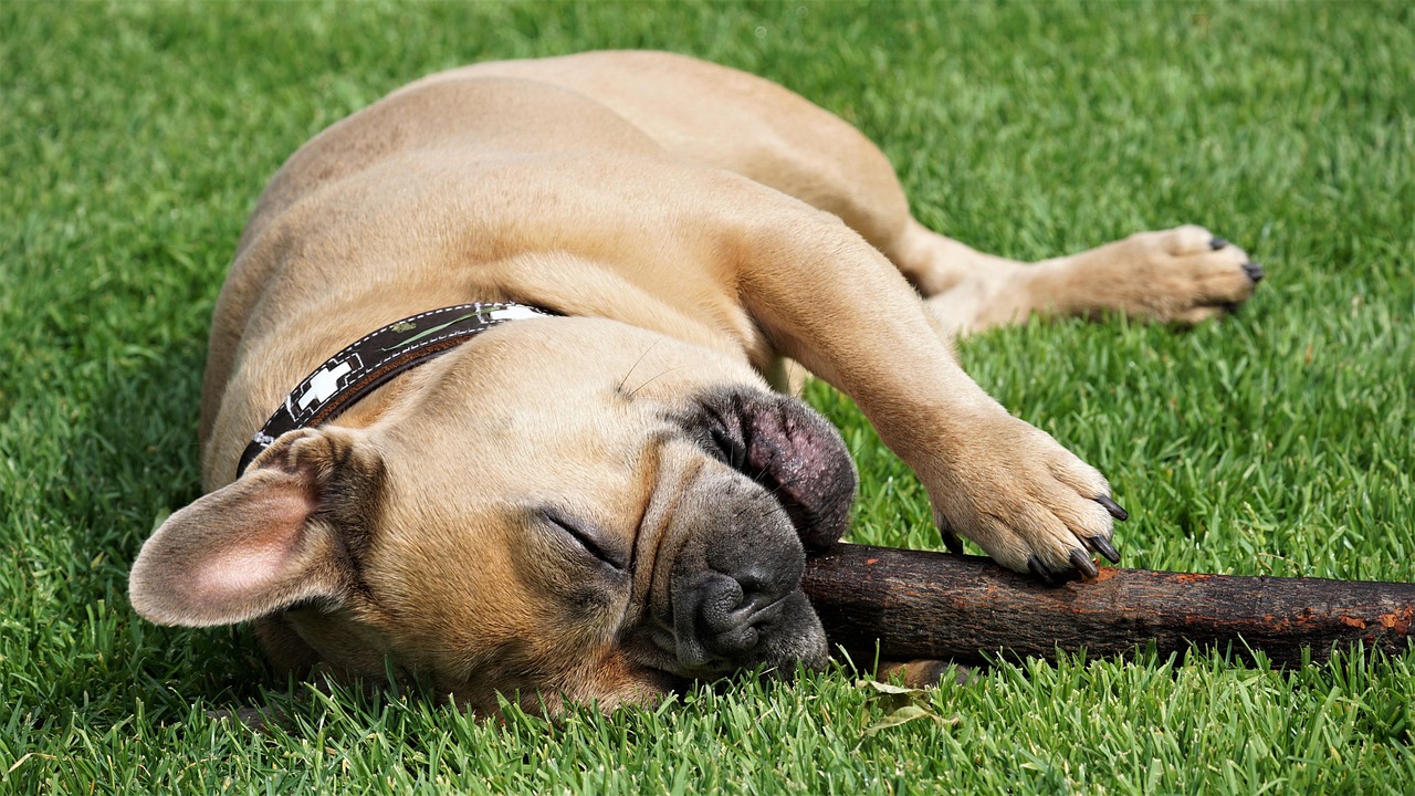 French Bulldog Stick Lawn Dental - Free photo on Pixabay