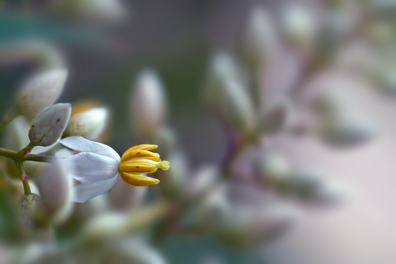 Flower Nandina Bamboo - Free photo on Pixabay