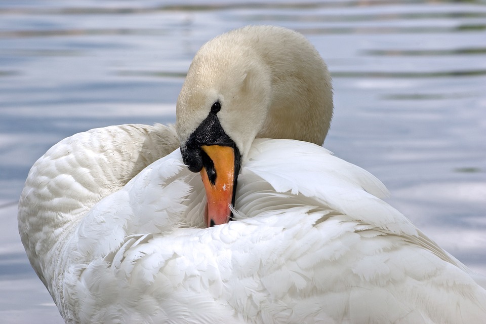 Schwan Tiere Vogel - Kostenloses Foto auf Pixabay