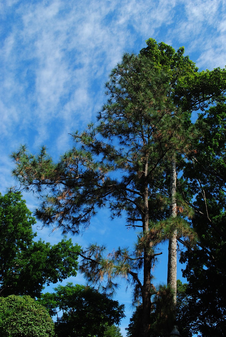 Bleu Ciel Des Nuages Photo Gratuite Sur Pixabay Pixabay
