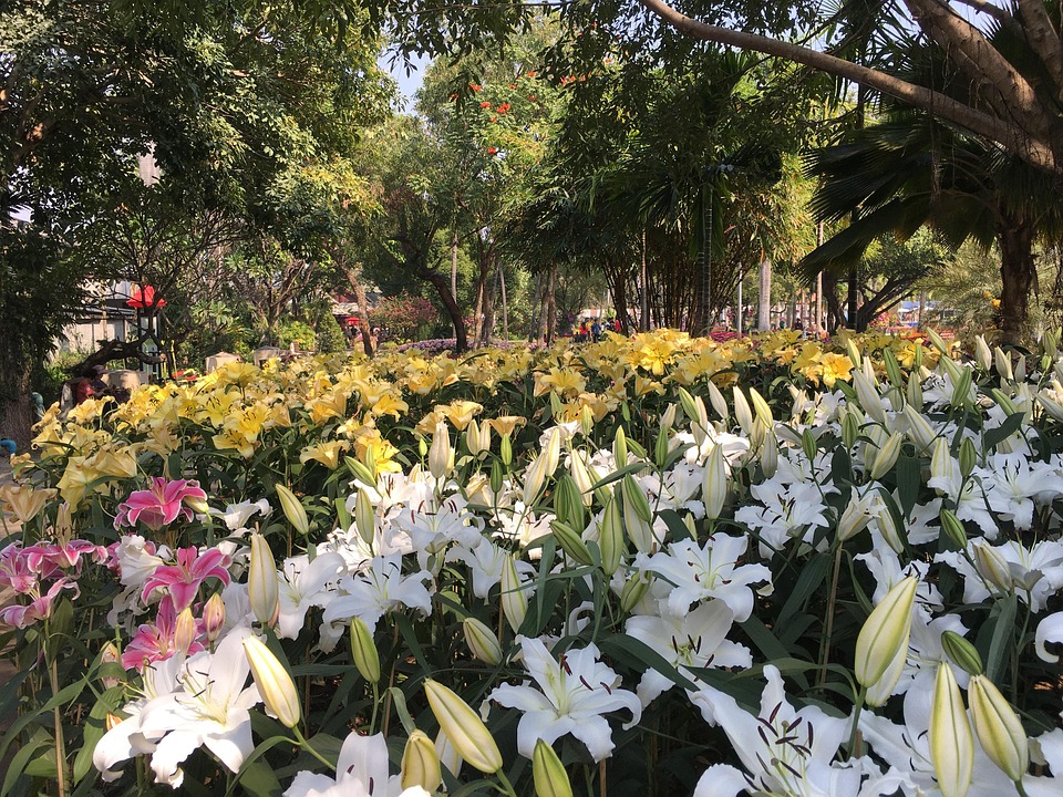 Flowers Flower Field - Free photo on Pixabay - Pixabay