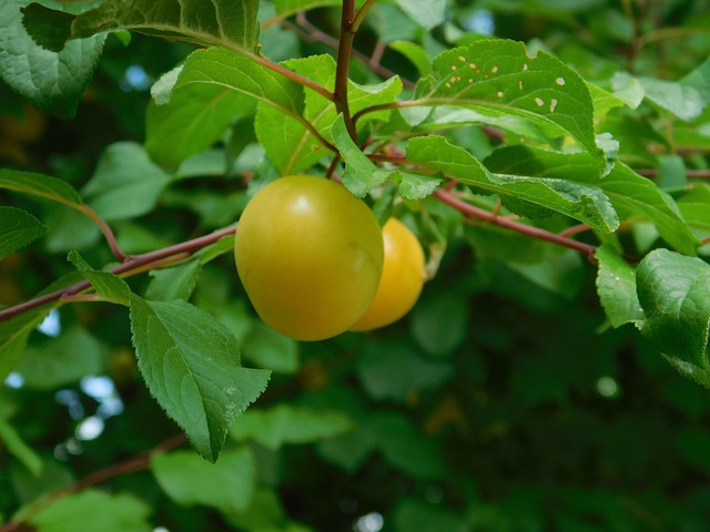 Mirabellen Obst Obstbaum - Kostenloses Foto auf Pixabay