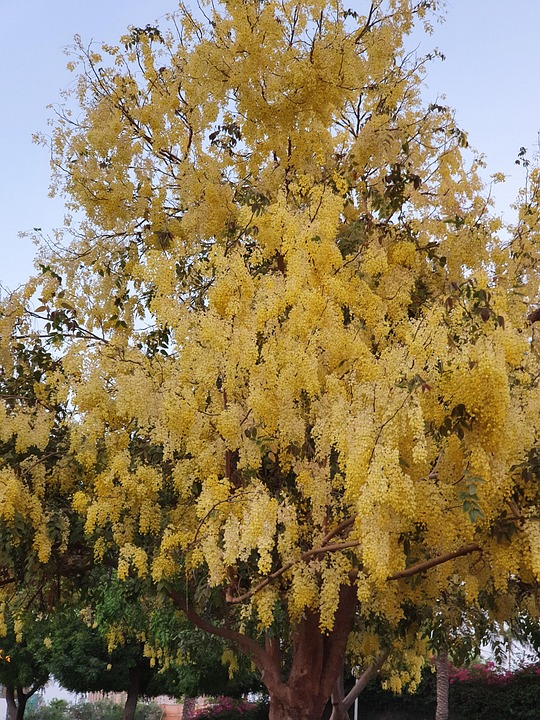Indian Laburnum Golden Shower Tree - Free photo on Pixabay - Pixabay