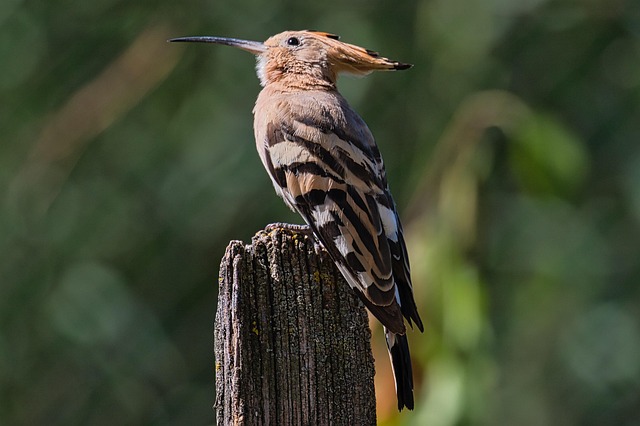 100 + Upupa e Uccello immagini gratis - Pixabay