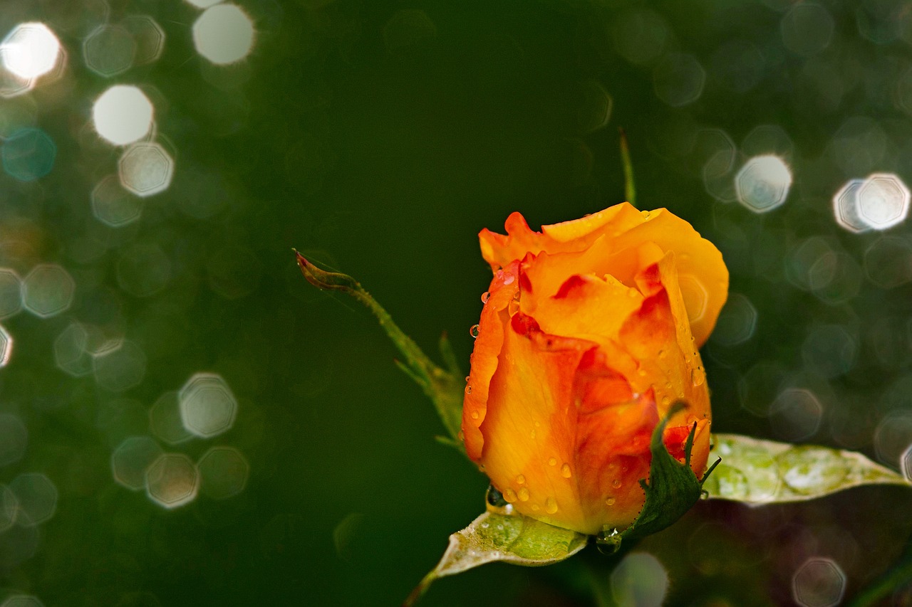 Rose Noble Yellow - Free photo on Pixabay - Pixabay