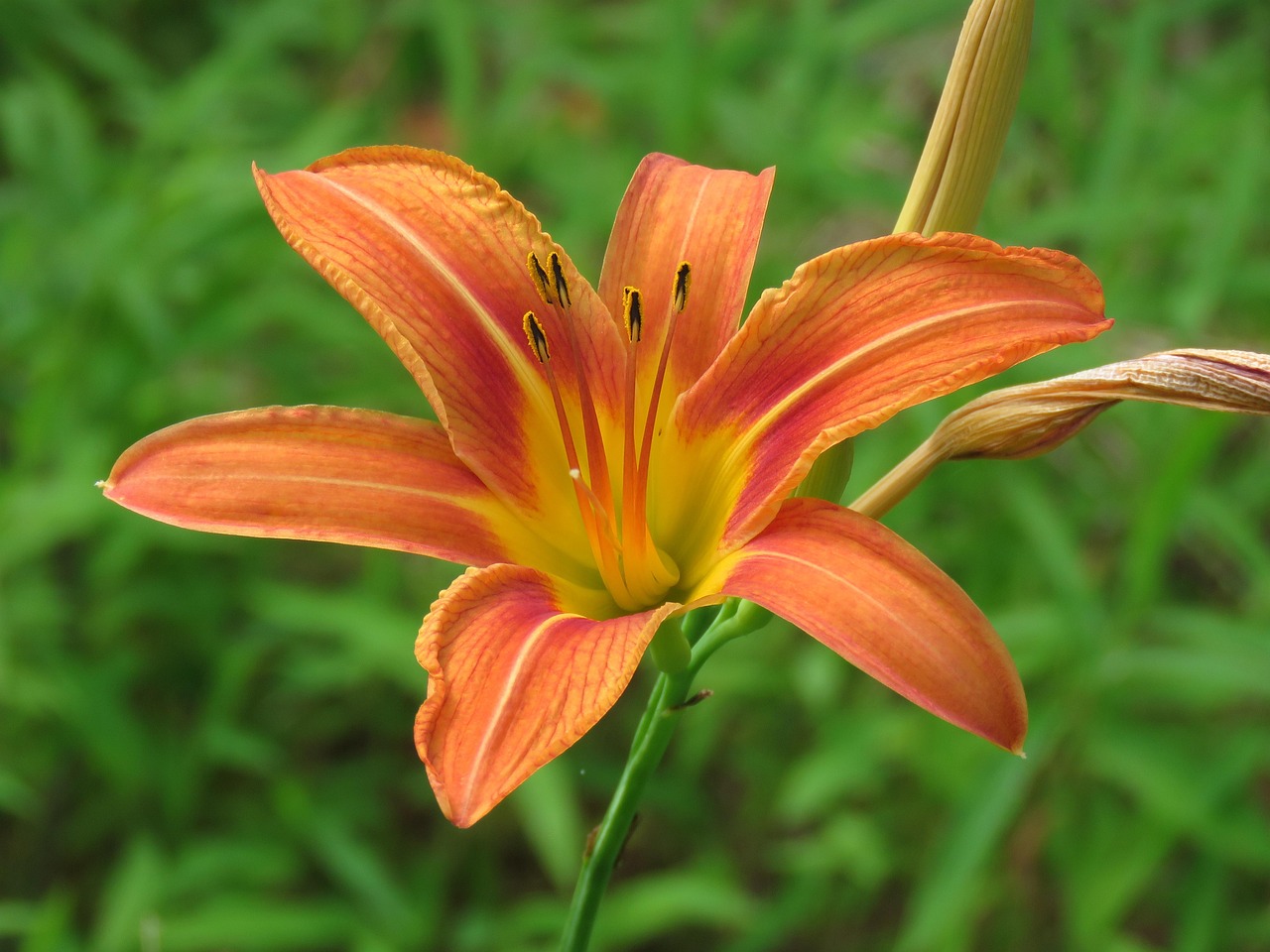 30+ Free Preserved Flowers & Nature Images - Pixabay