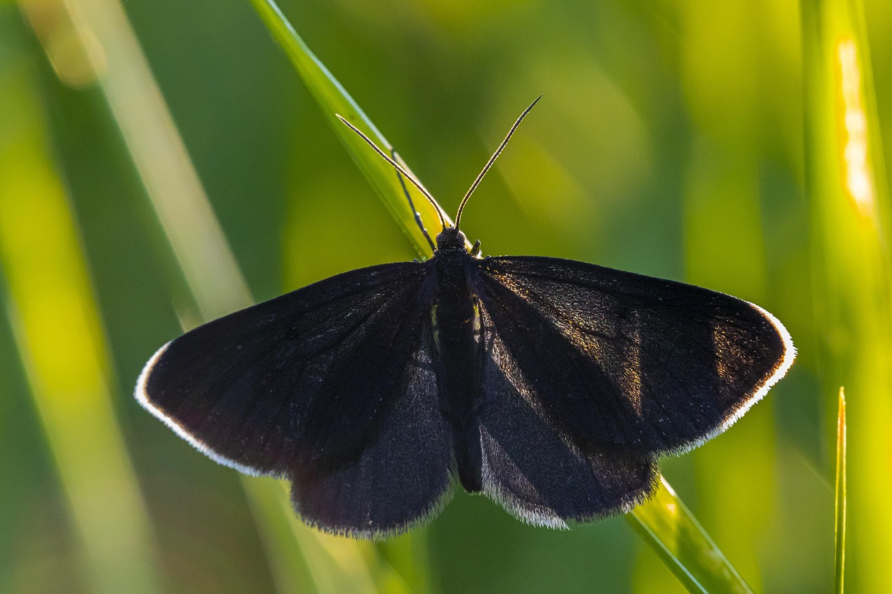 Le Noir Nature Insecte - Photo gratuite sur Pixabay - Pixabay