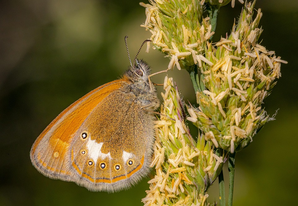 Chestnut Heath Coenonympha - Free photo on Pixabay