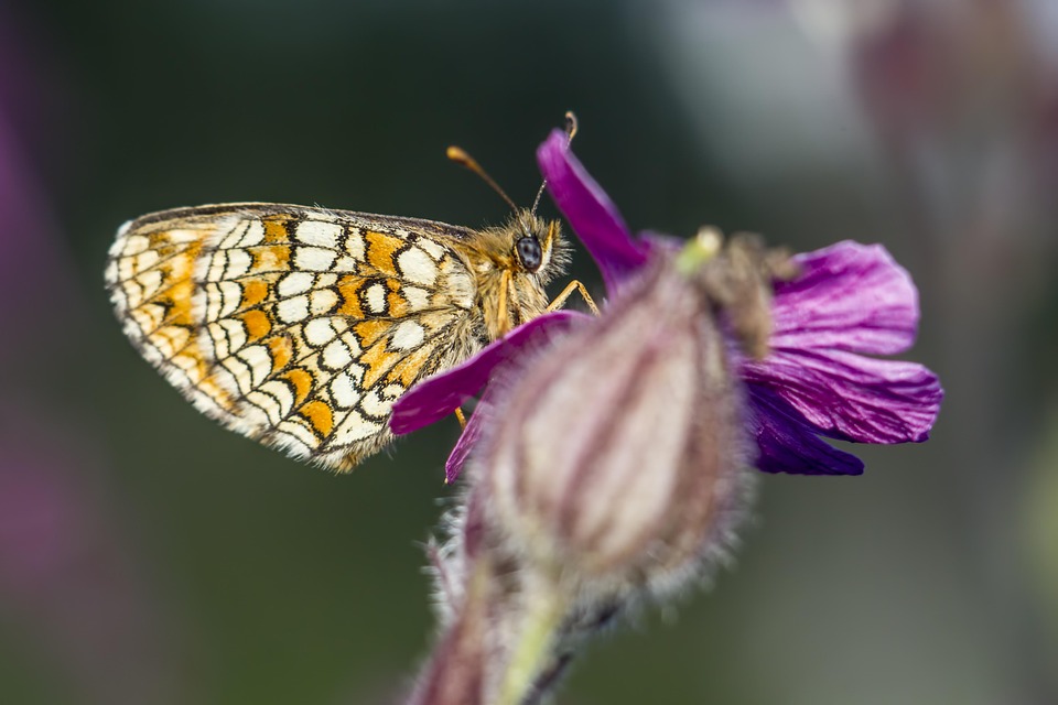 Small Pearl-Bordered Fritillary - Free photo on Pixabay - Pixabay