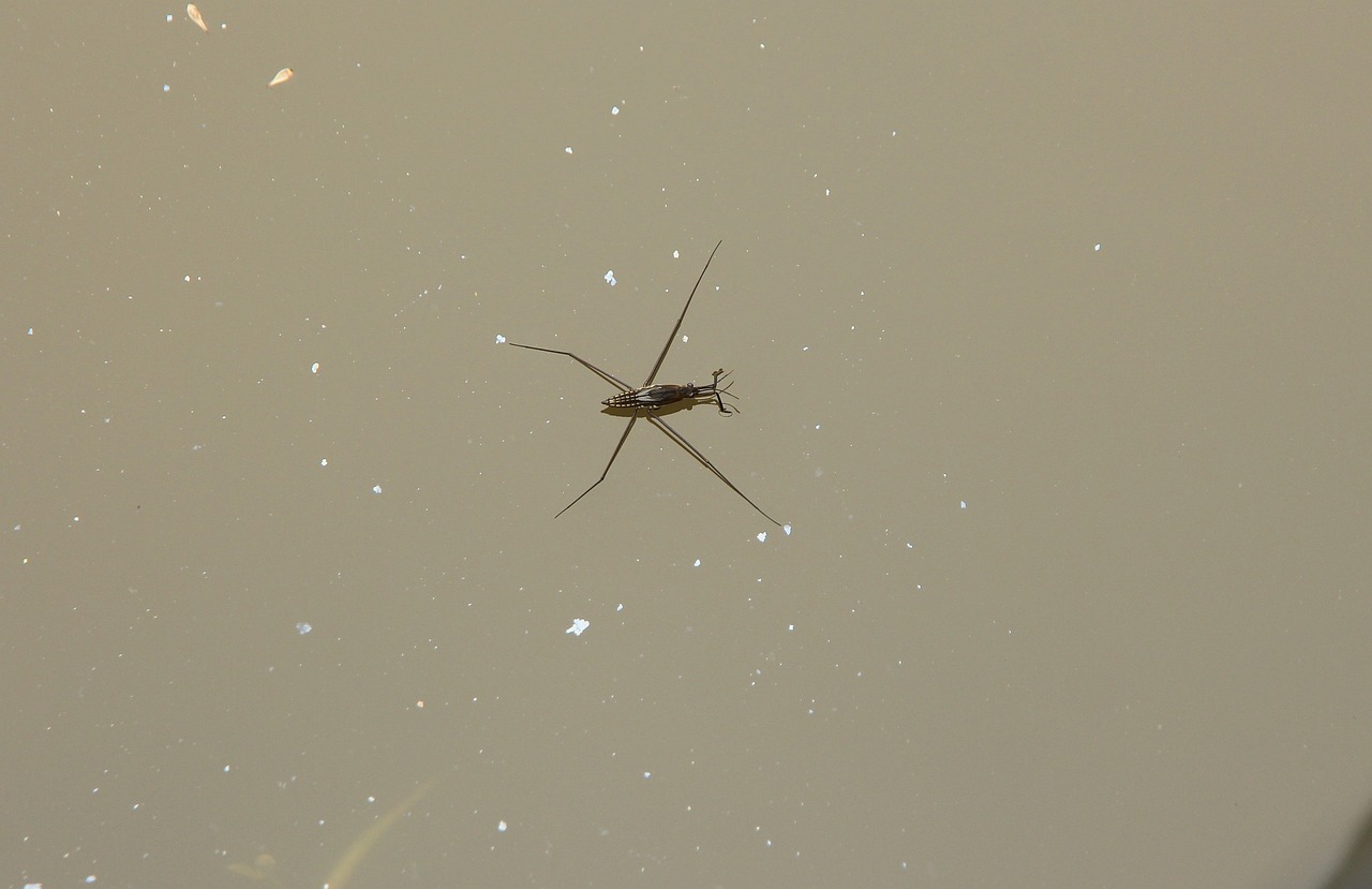The Water Measurer Animal Insect - Free photo on Pixabay - Pixabay