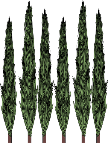 300+ Free Cypress Trees & Cypress Images - Pixabay